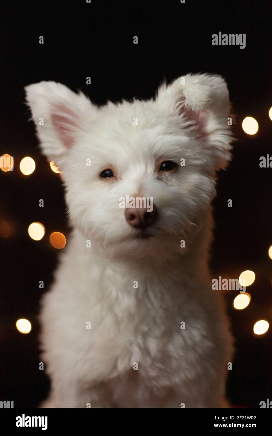 A white, fluffy, grumpy looking mixed breed dog on a black background ...