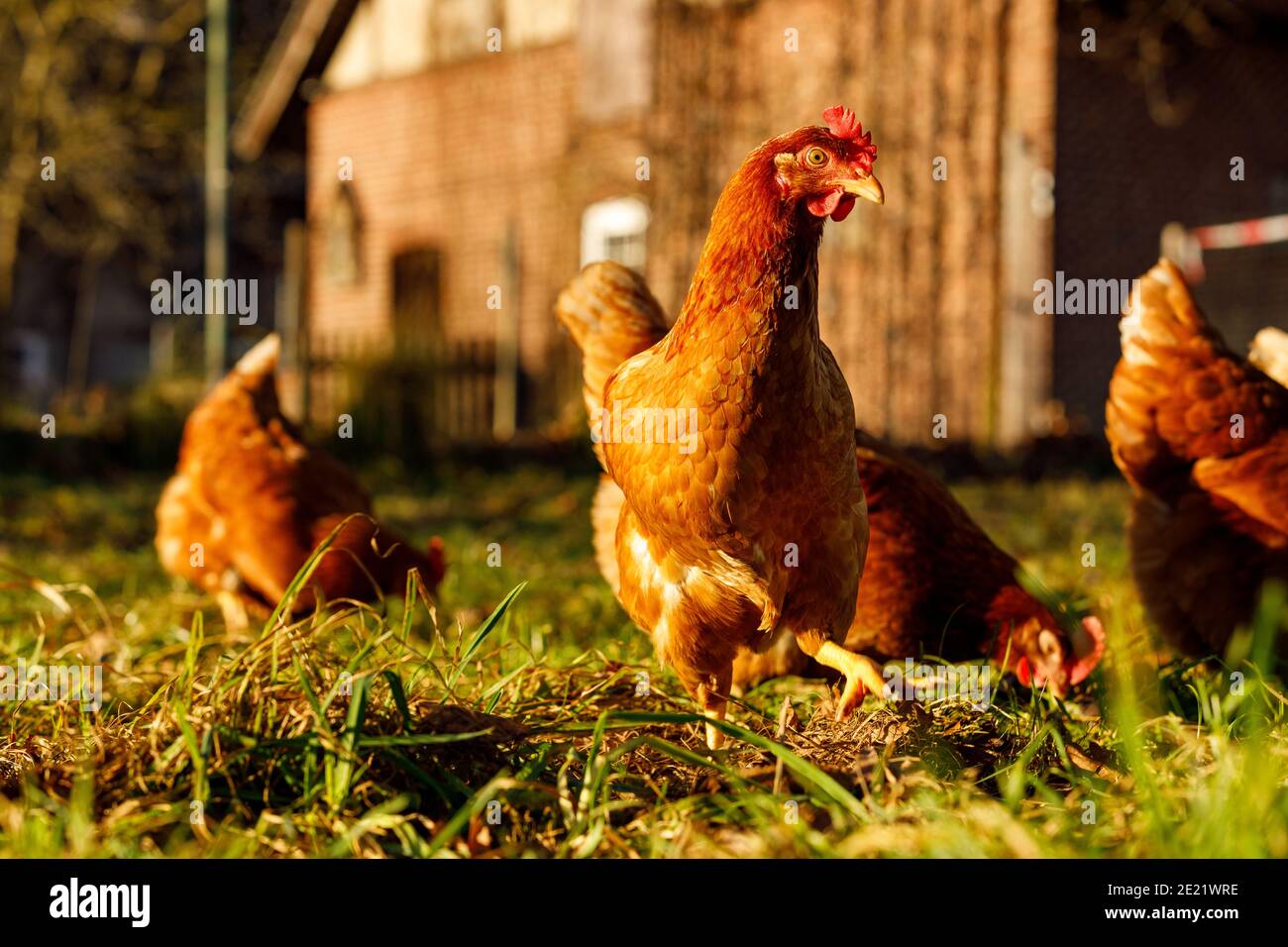 Free range organic chickens poultry in a country farm Stock Photo - Alamy