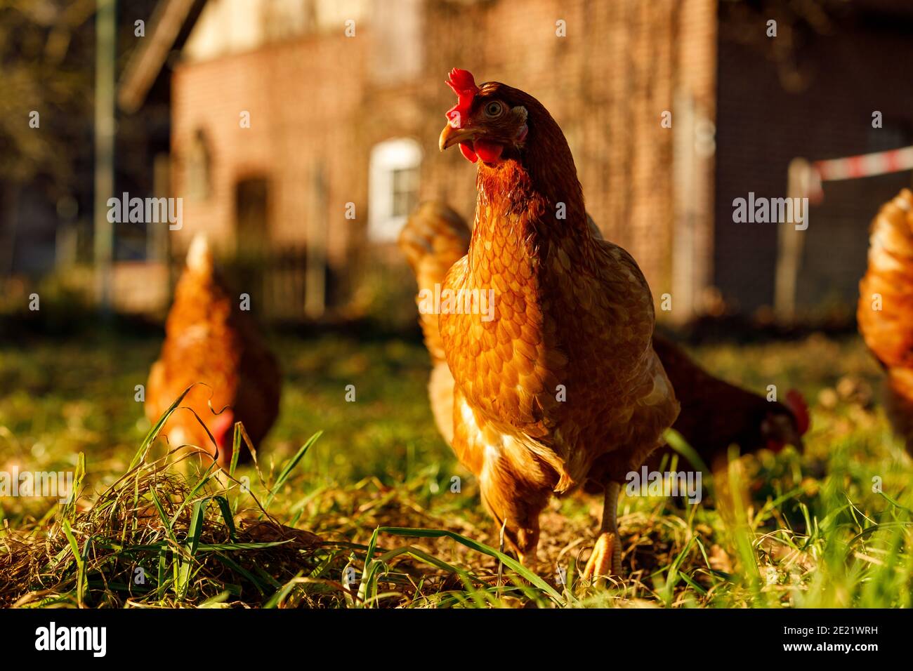 Free range organic chickens poultry in a country farm Stock Photo - Alamy