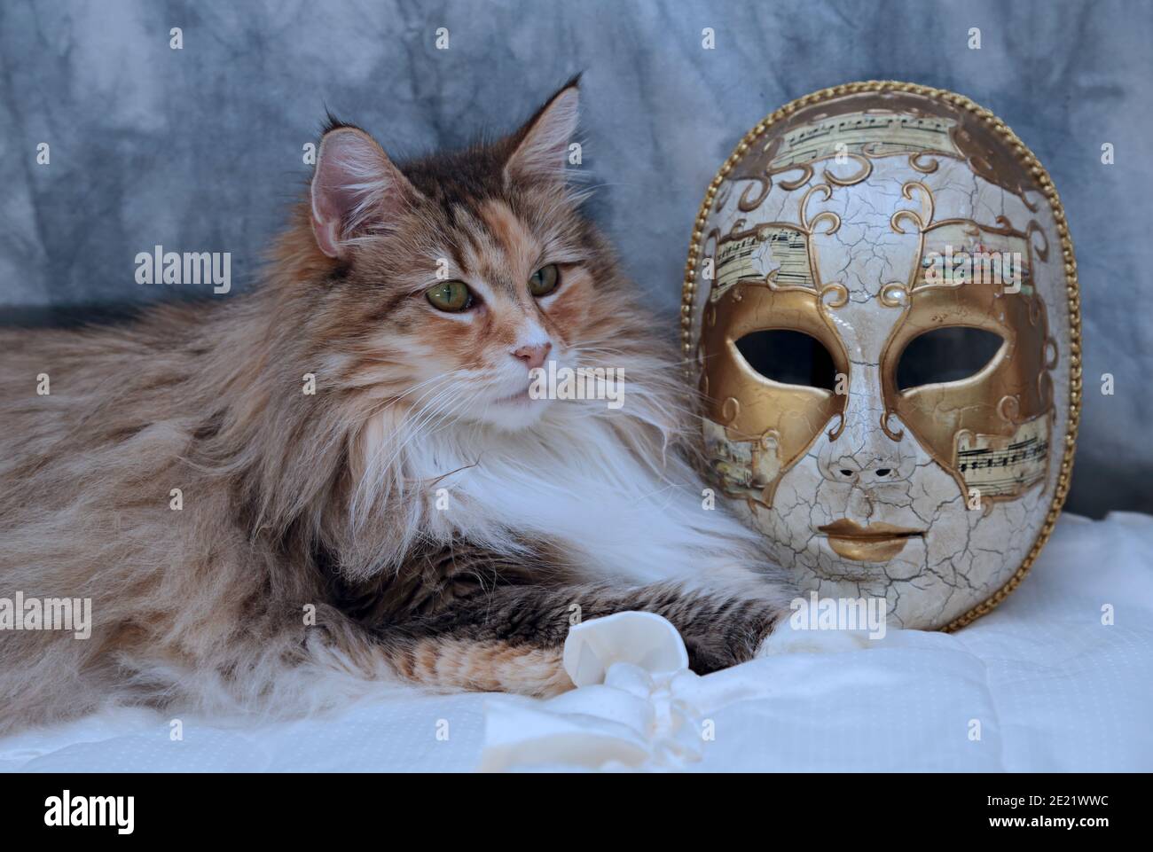 A beautiful norwegian forest cat tortoiseshell with golden and shiny ...