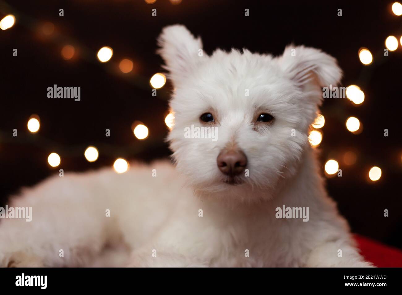 A white, fluffy, grumpy looking mixed breed dog on a black background ...