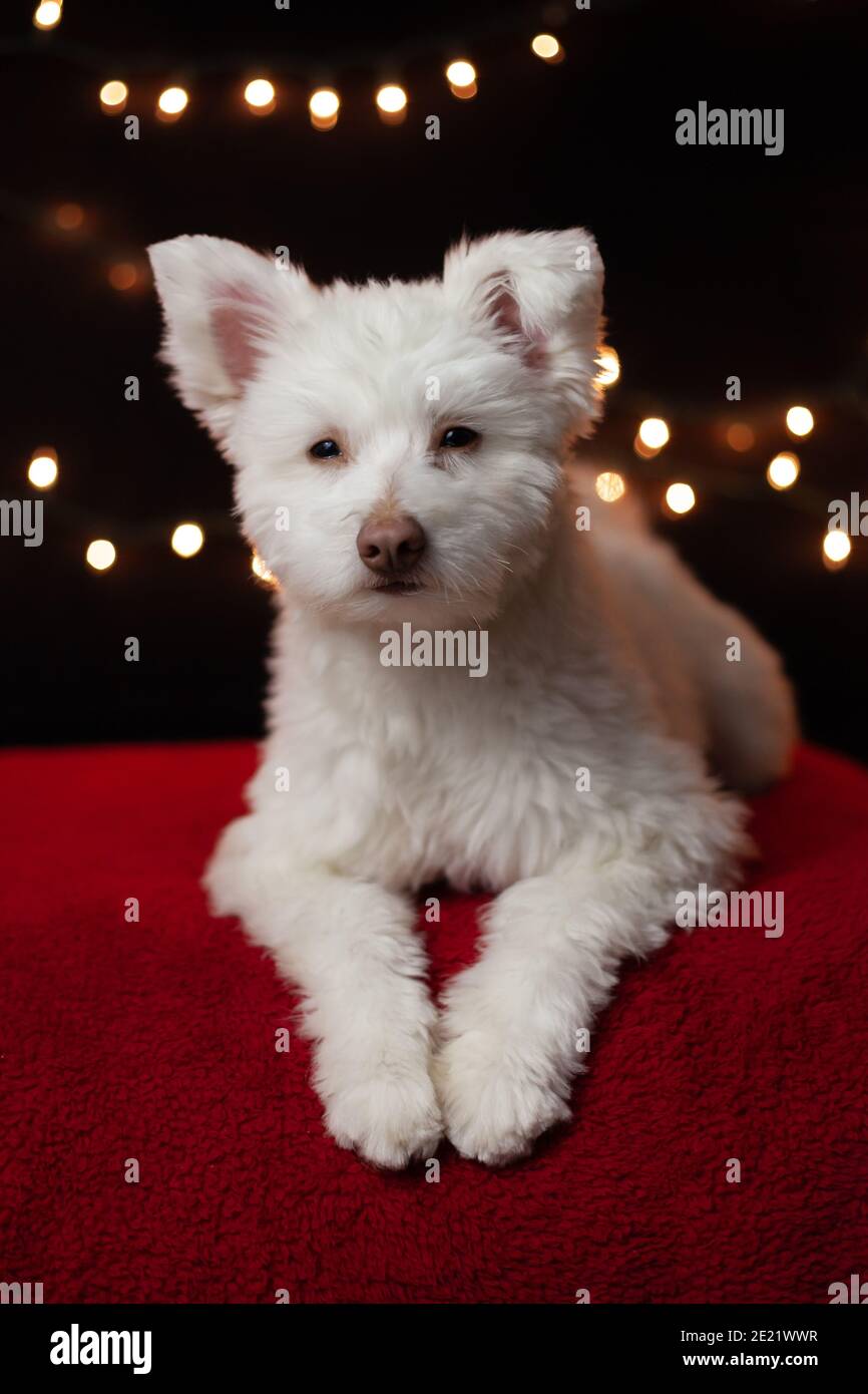 A white, fluffy, grumpy looking mixed breed dog on a black background ...