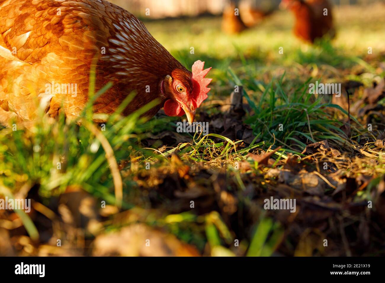 Free range organic chickens poultry in a country farm Stock Photo - Alamy