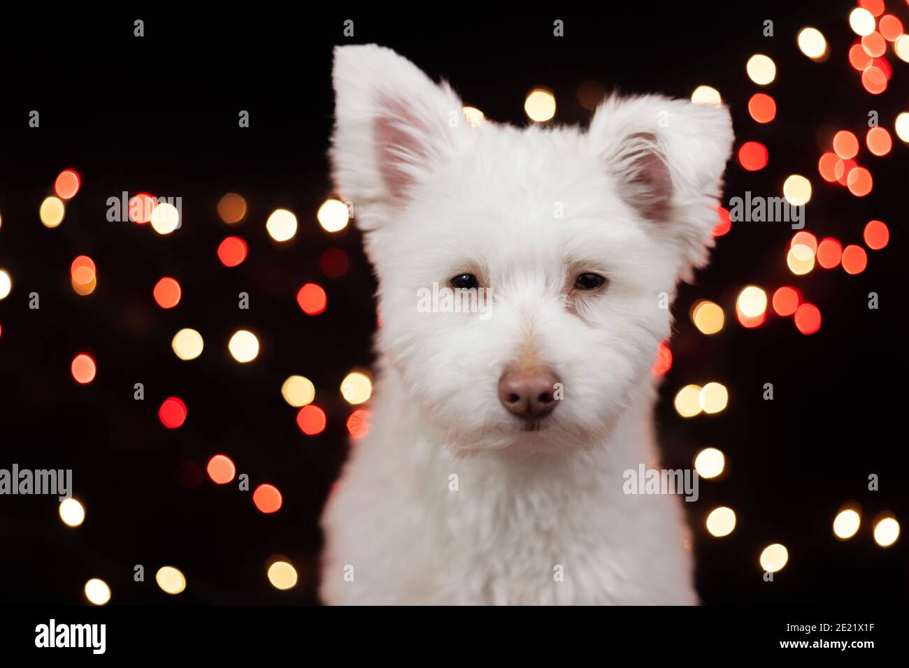 A white, fluffy, grumpy looking mixed breed dog on a black background ...