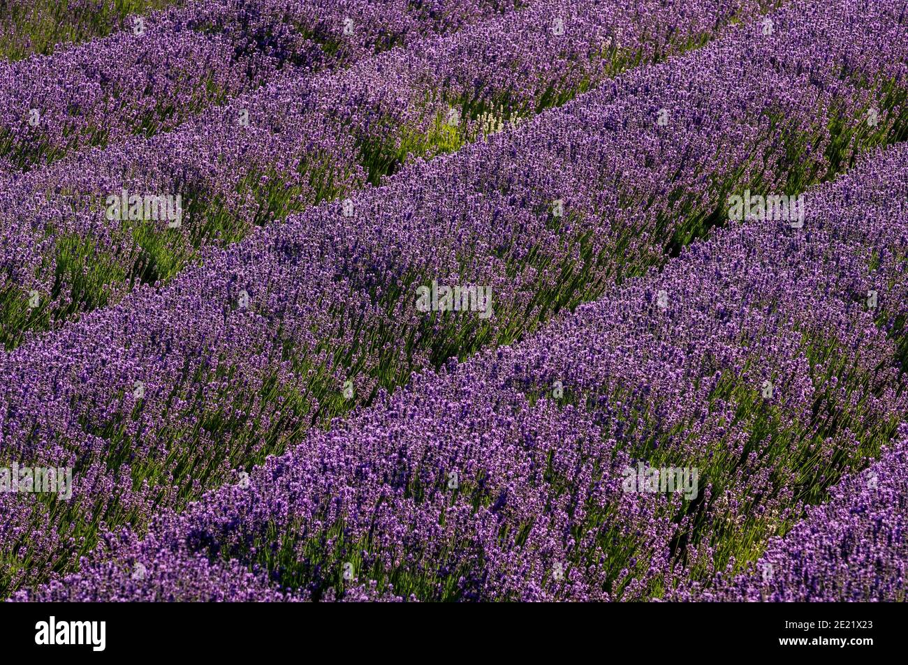 lavender; field; shoreham; castle farm; kent; england; uk Stock Photo ...
