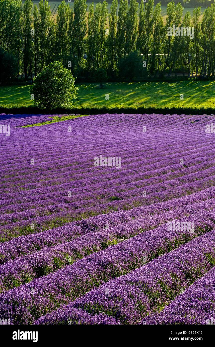 lavender; field; shoreham; castle farm; kent; england; uk Stock Photo ...