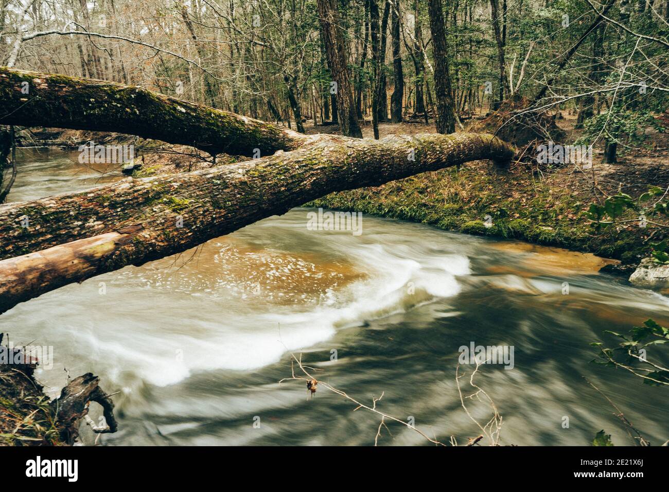 River in the Woods Stock Photo - Alamy