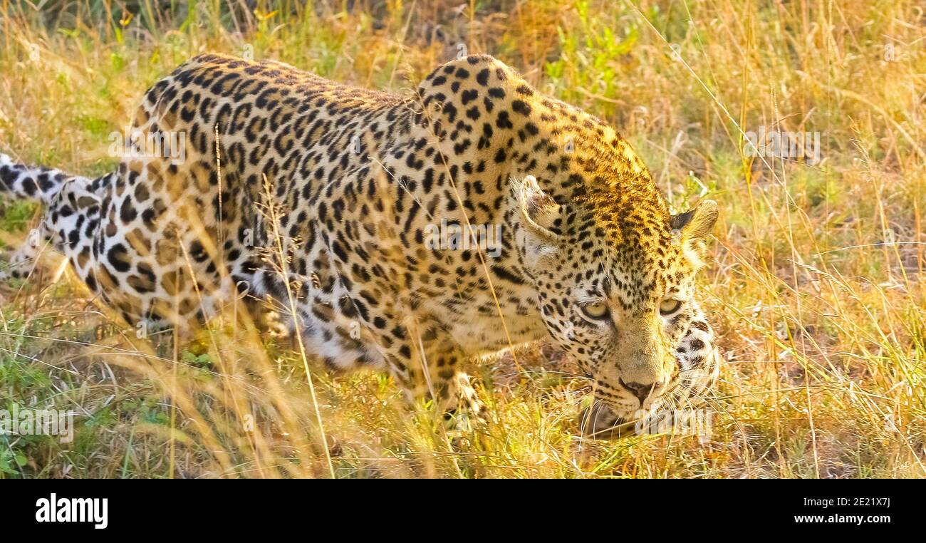 Leopard Stalking Prey