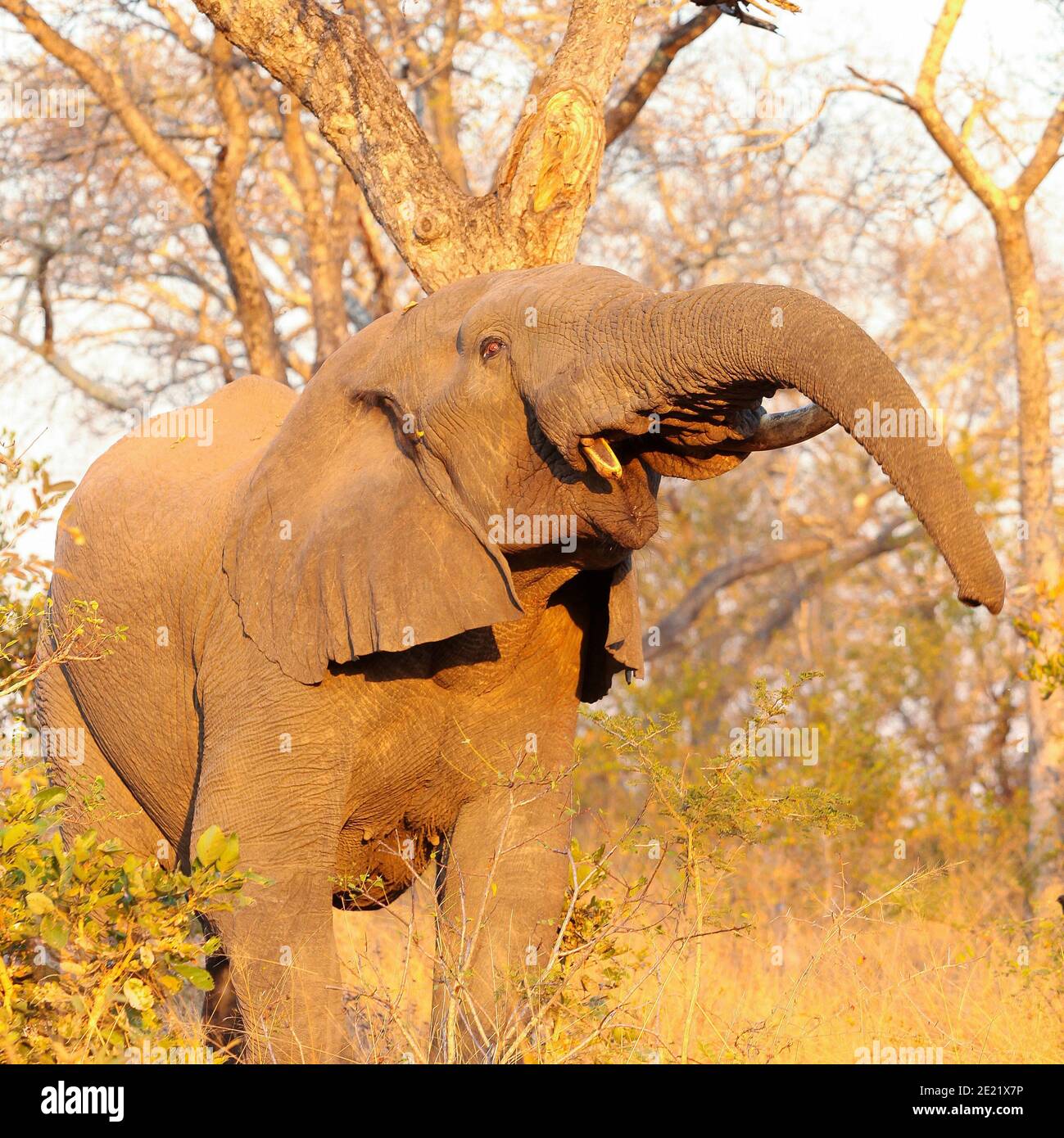 Closeup of a cute yelling elephant in safari Stock Photo - Alamy