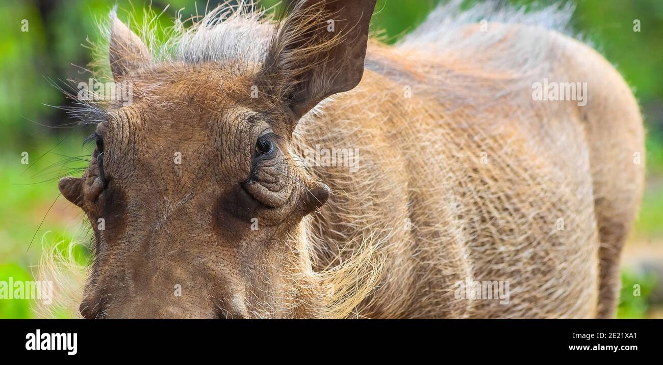 Warthog in its natural habitat Stock Photo - Alamy