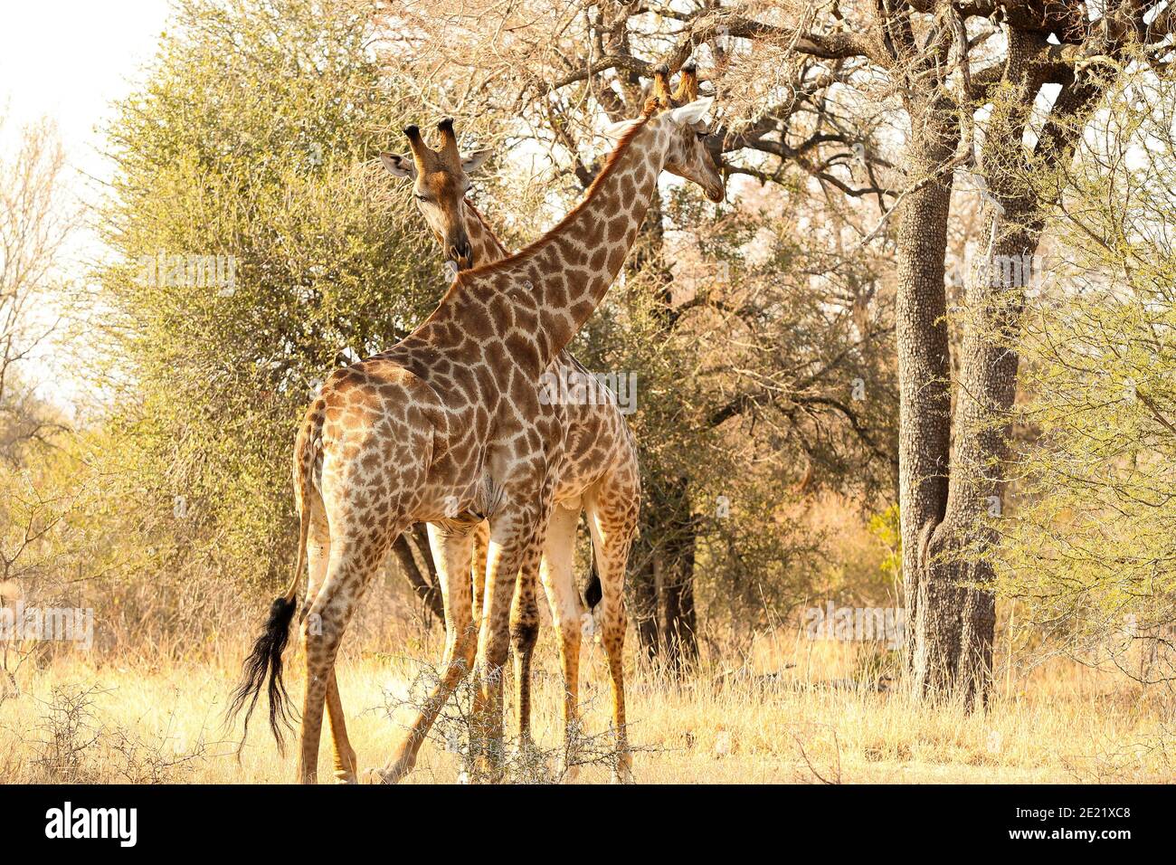 Shot of two cute and tall giraffes on Safari in South Africa Stock ...