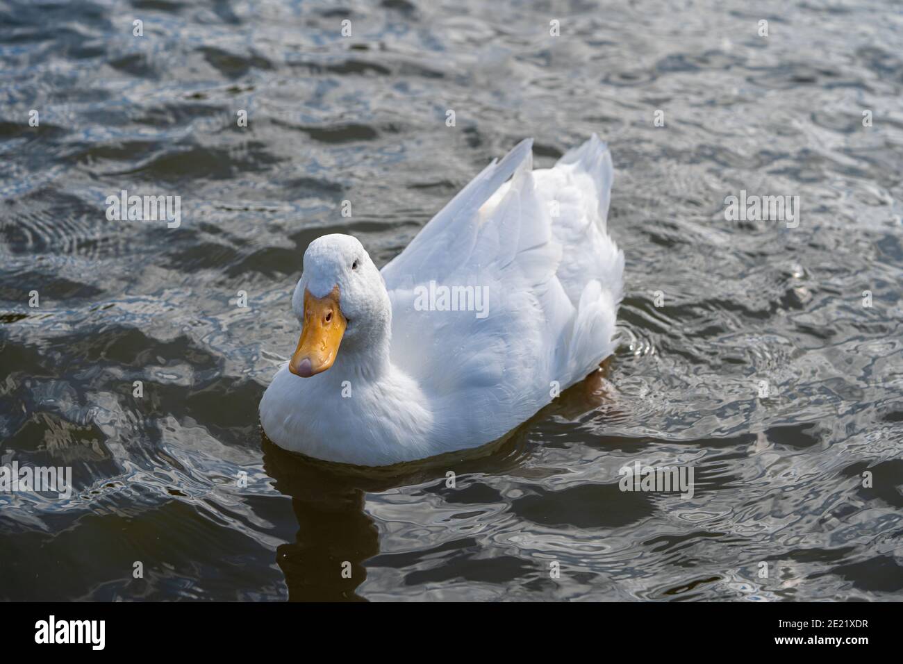 Heavy American Aylesbury Pekin Peking Duck Ducks low level eye level ...