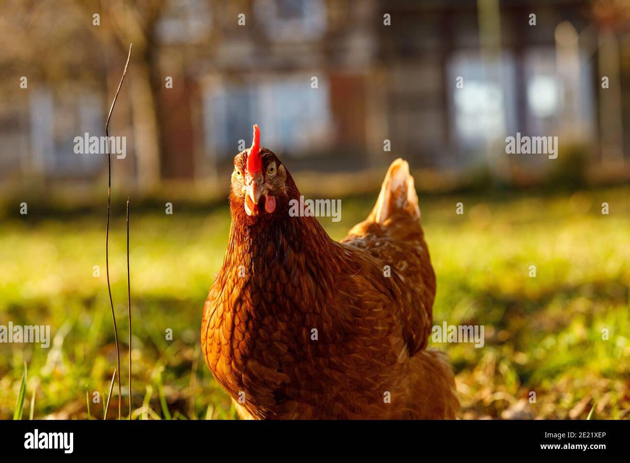 Free range organic chickens poultry in a country farm Stock Photo - Alamy