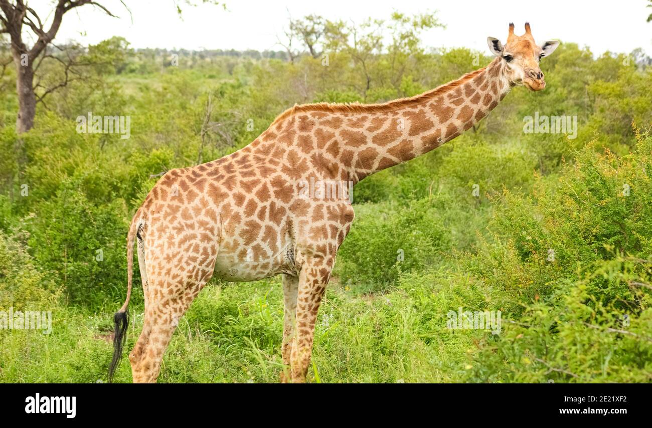 Giraffe hoof hi-res stock photography and images - Alamy