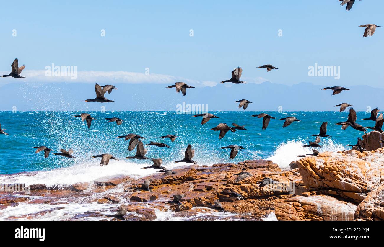 Amazing shot of a flock of birds flying above the blue and clear water ...