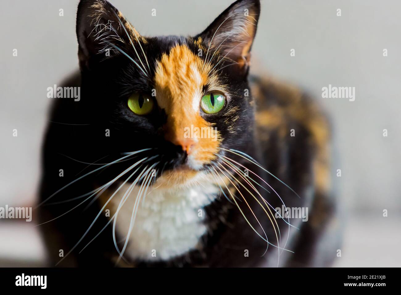 Portrait of a tortoiseshell cat with green eyes Stock Photo - Alamy