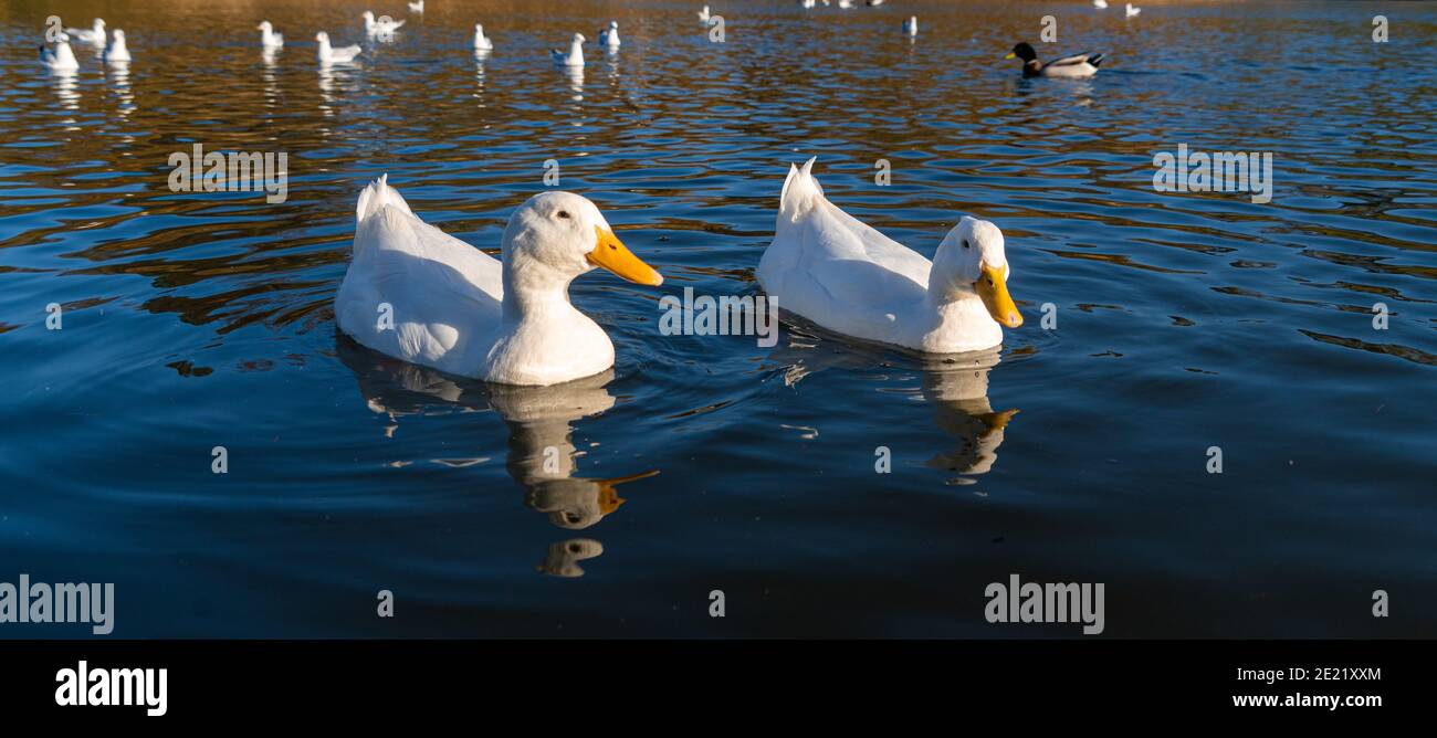 Heavy American Aylesbury Pekin Peking Duck Ducks low level eye level ...