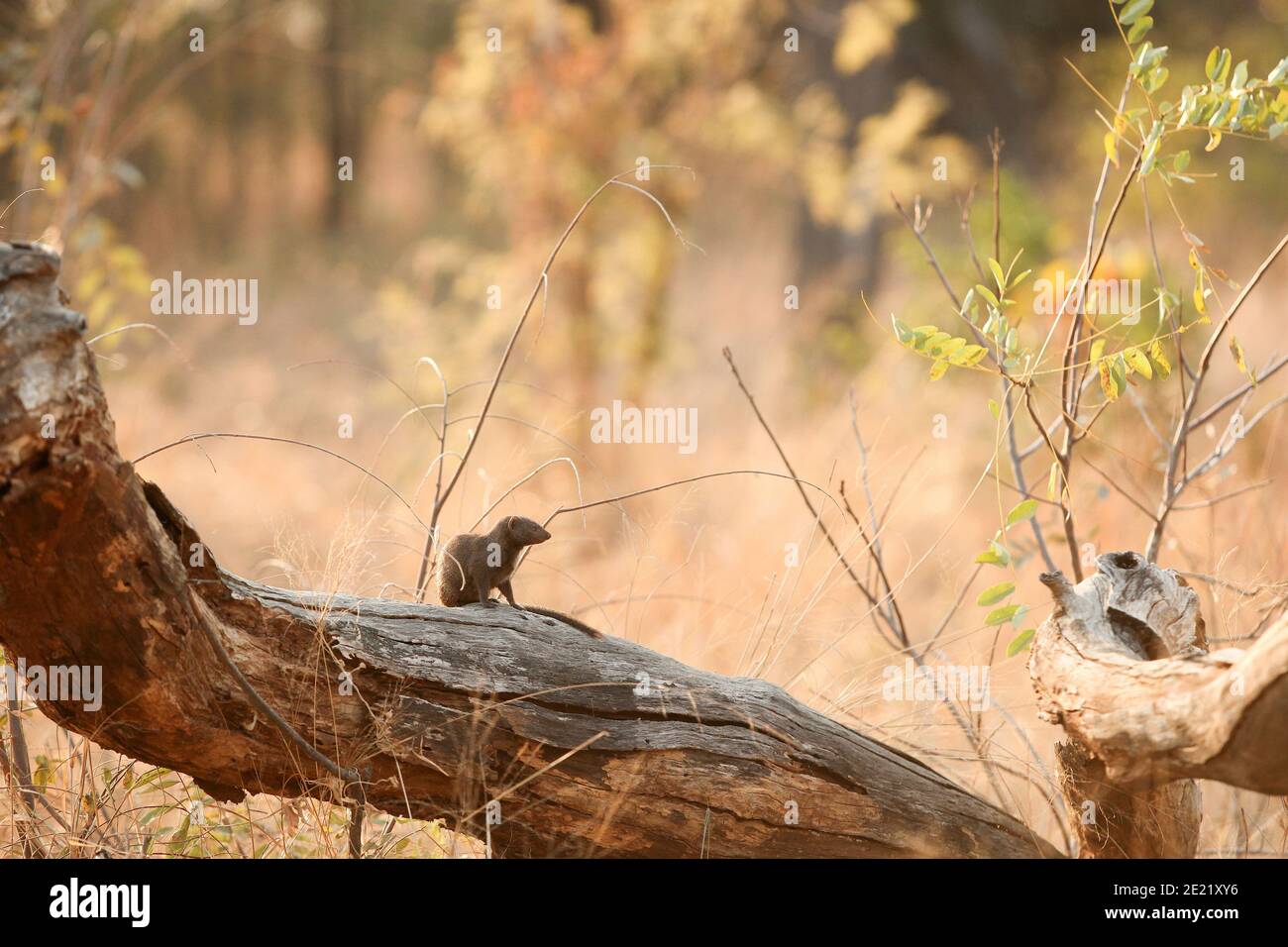 African Mongoose on a tree stump in South Africa Stock Photo - Alamy