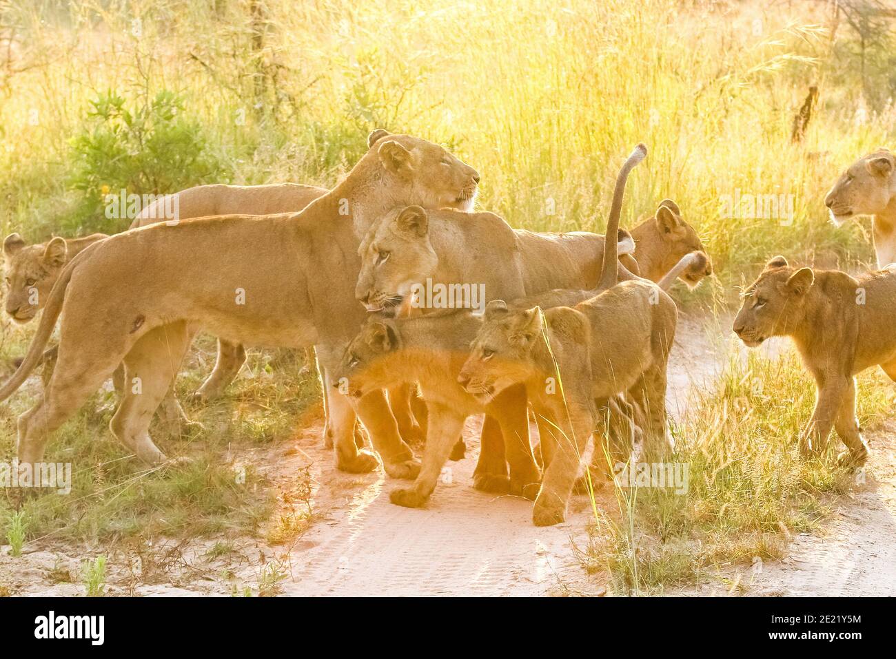 Group of lions in a natural environment Stock Photo - Alamy