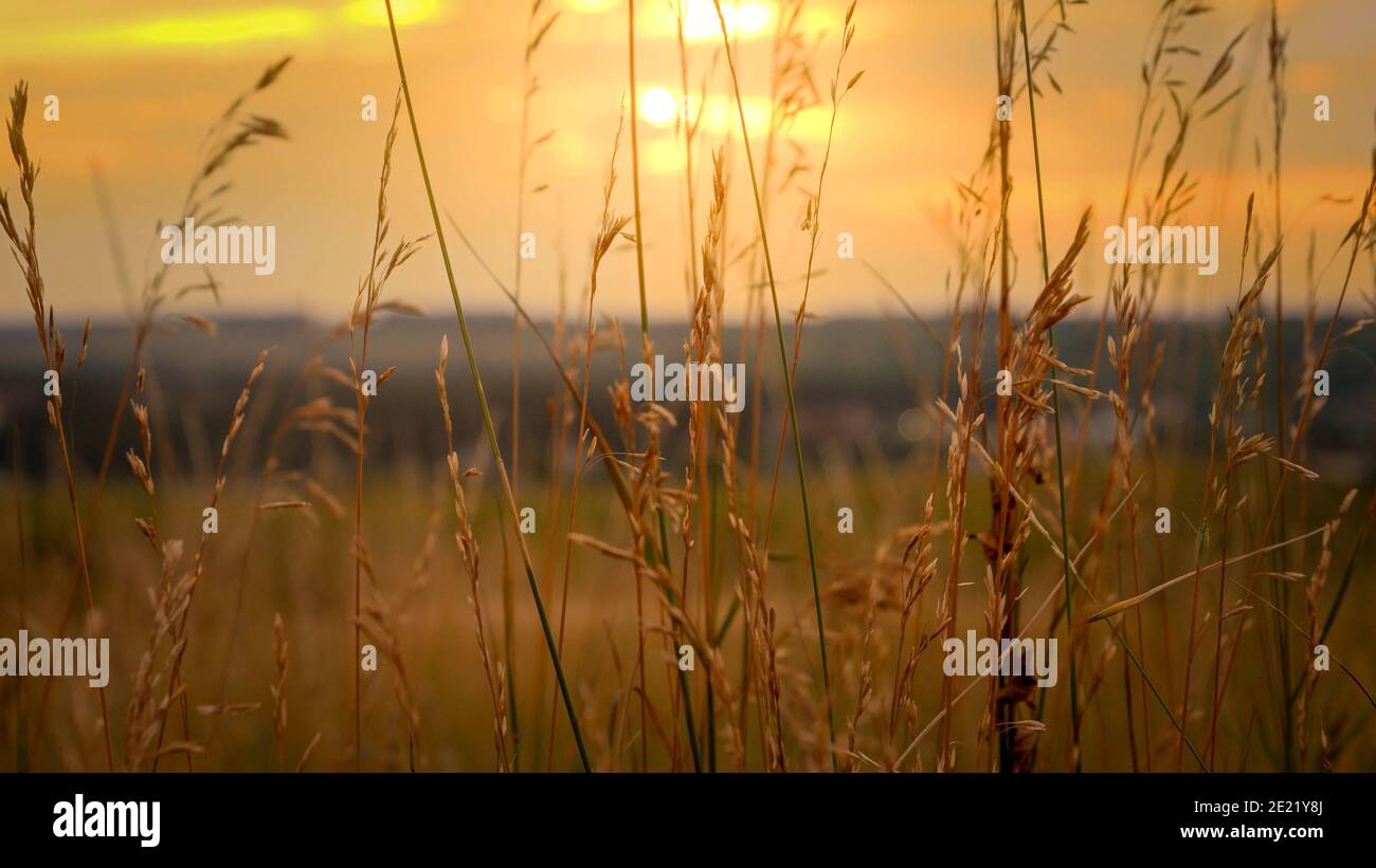 Closeup field wild grass sway hi-res stock photography and images - Alamy