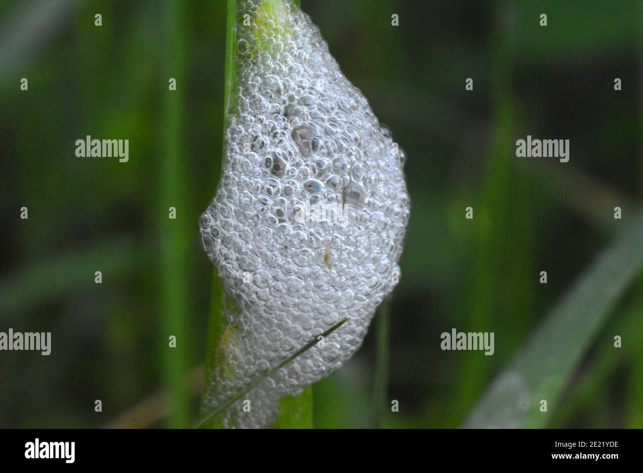 Froghopper nymph hiding inside spit foam Stock Photo - Alamy
