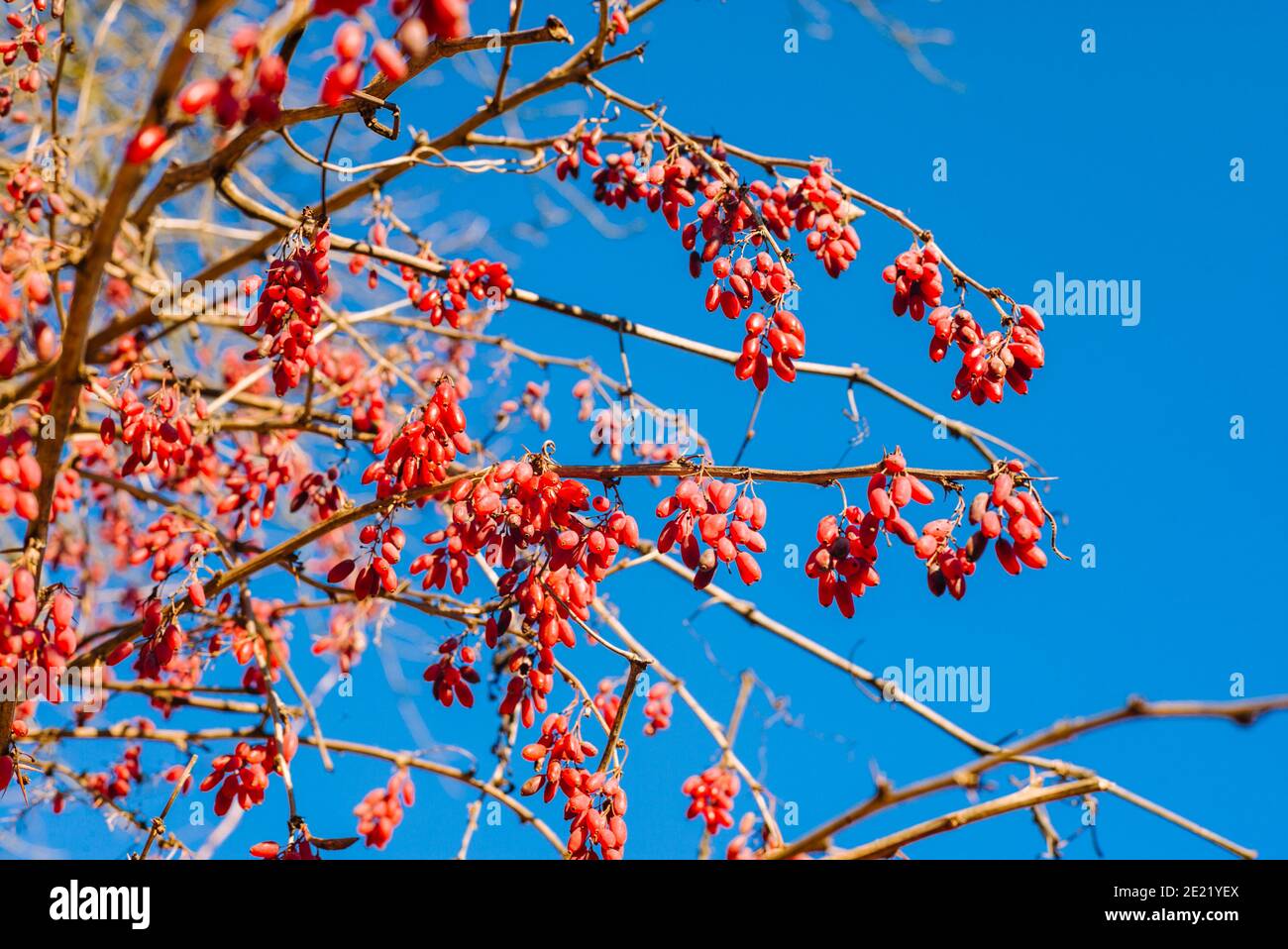 European barberry hi-res stock photography and images - Alamy