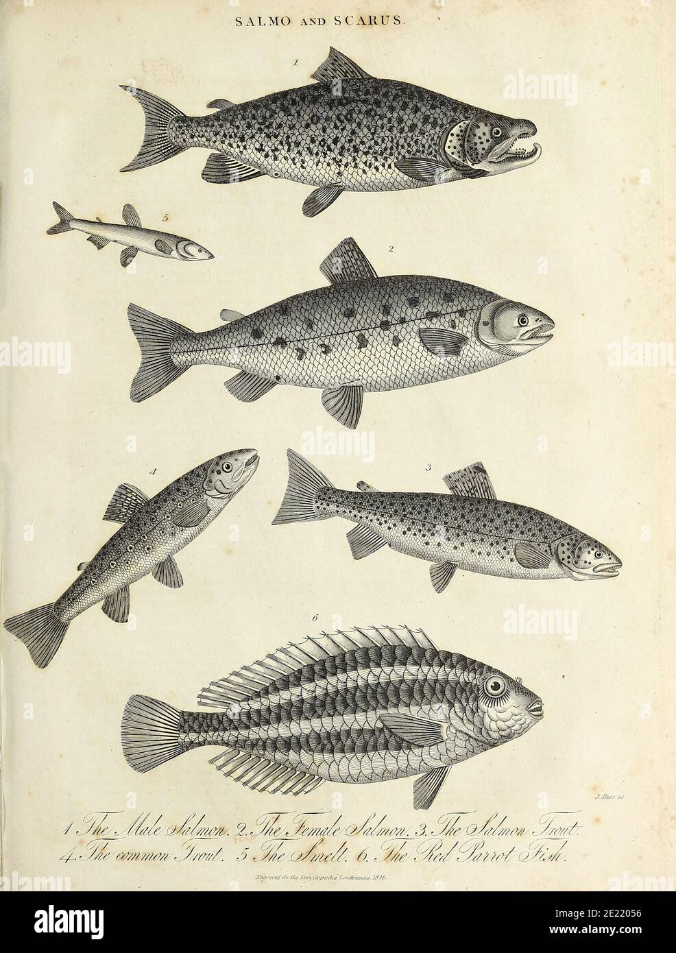 Salmon fish illustration drawing engraving hi-res stock photography and ...