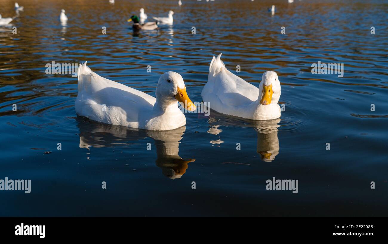 Heavy American Aylesbury Pekin Peking Duck Ducks low level eye level ...