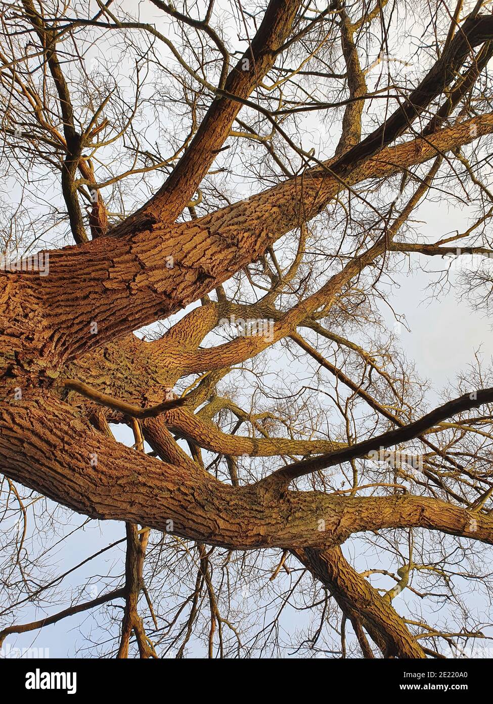 Vertical shot of a thick tree trunk with many branches Stock Photo - Alamy