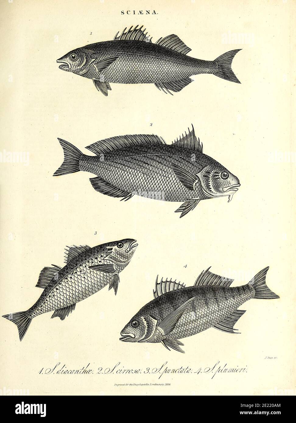 Sciaena hi-res stock photography and images - Alamy