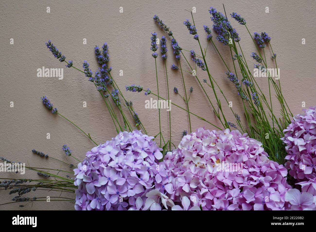 Lavender walls hi-res stock photography and images - Alamy