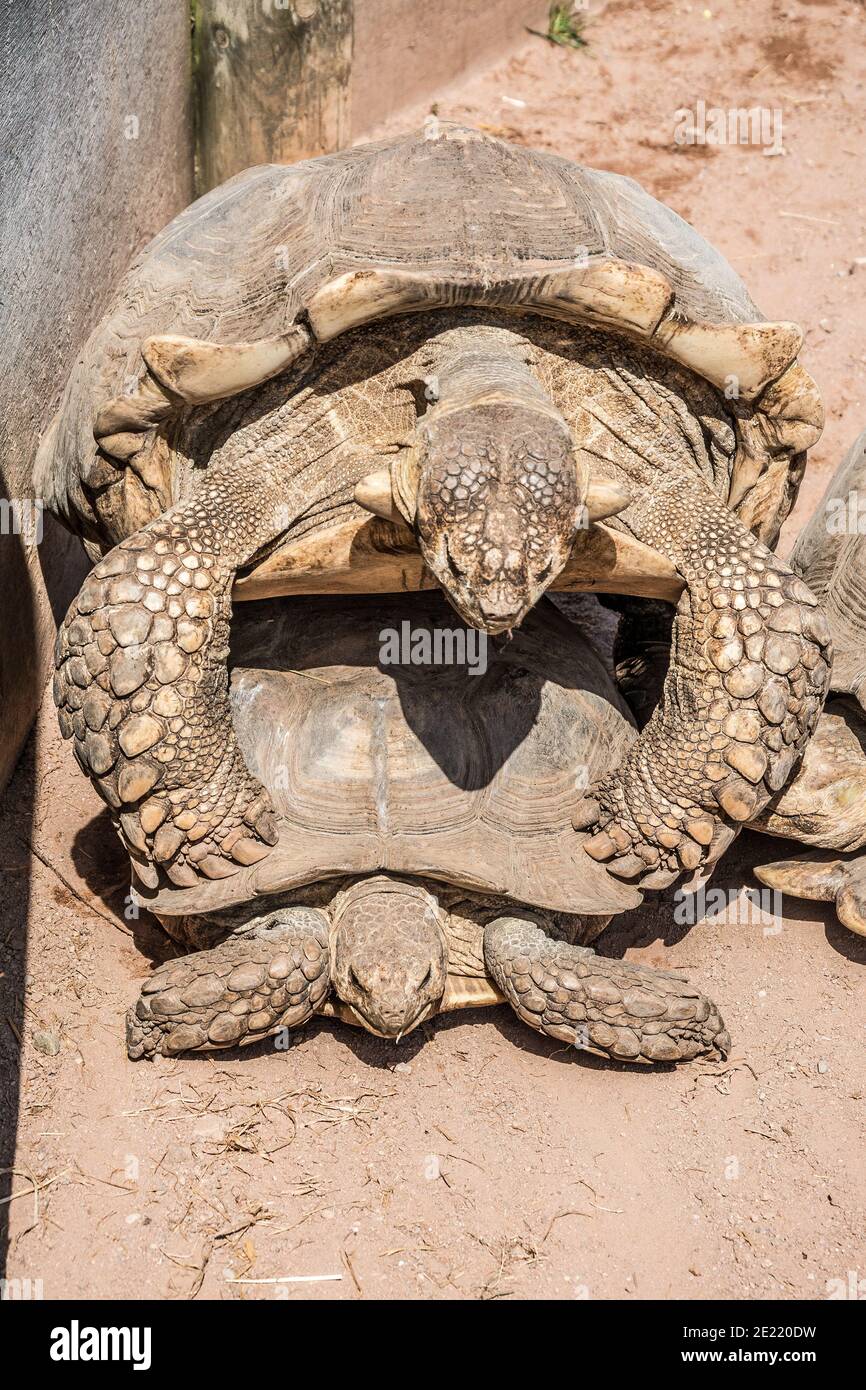 tortoise mating,sexual reproduction Stock Photo - Alamy