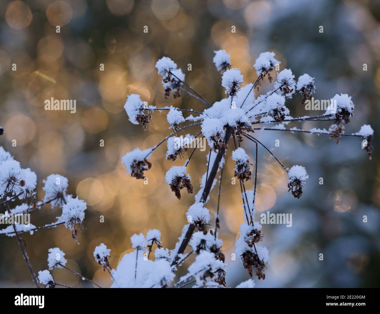 A faded flower of Angelica sylvestris in snowy winter forest. Sun ...