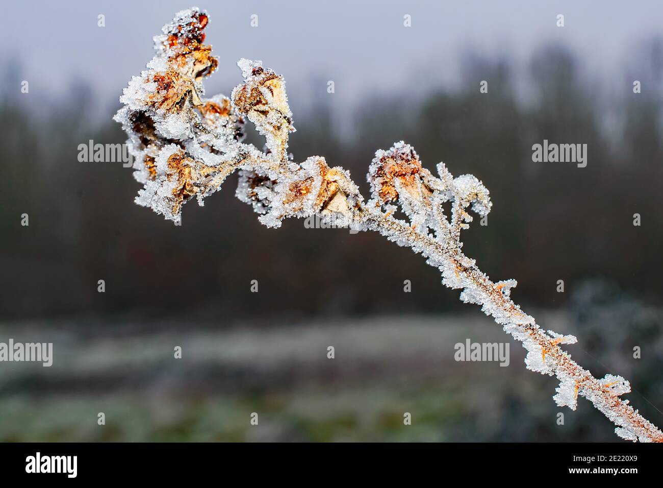 anuary frost sparkles on the frozen twig Stock Photo - Alamy