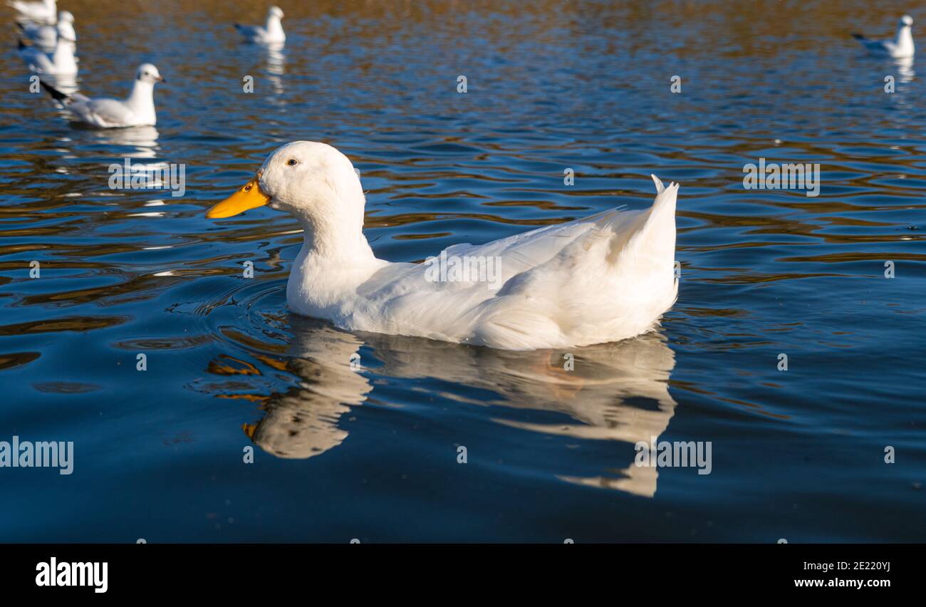 Heavy American Aylesbury Pekin Peking Duck Ducks low level eye level ...
