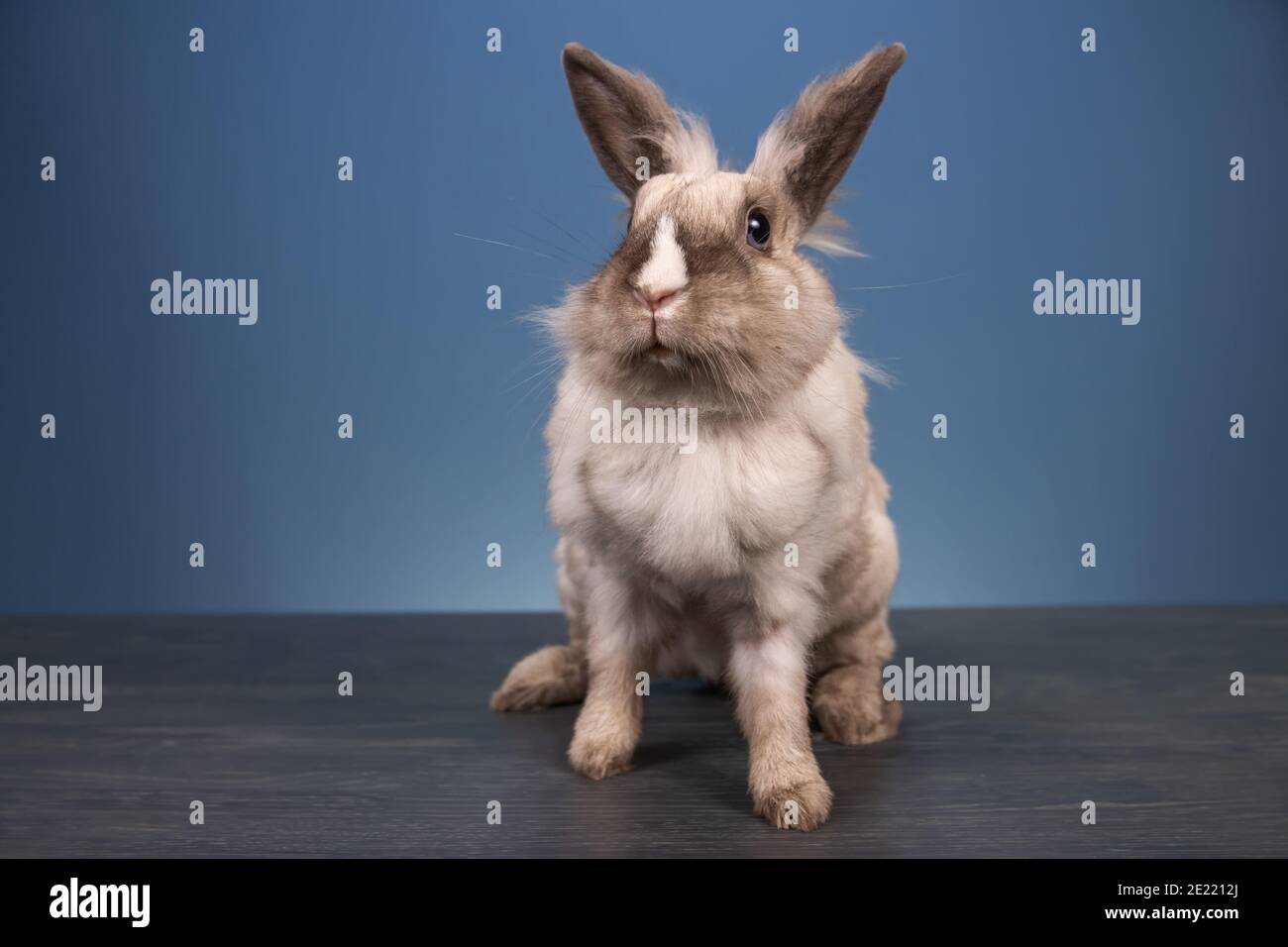 Domestic rabbit on table on blue background looks into camera Stock ...