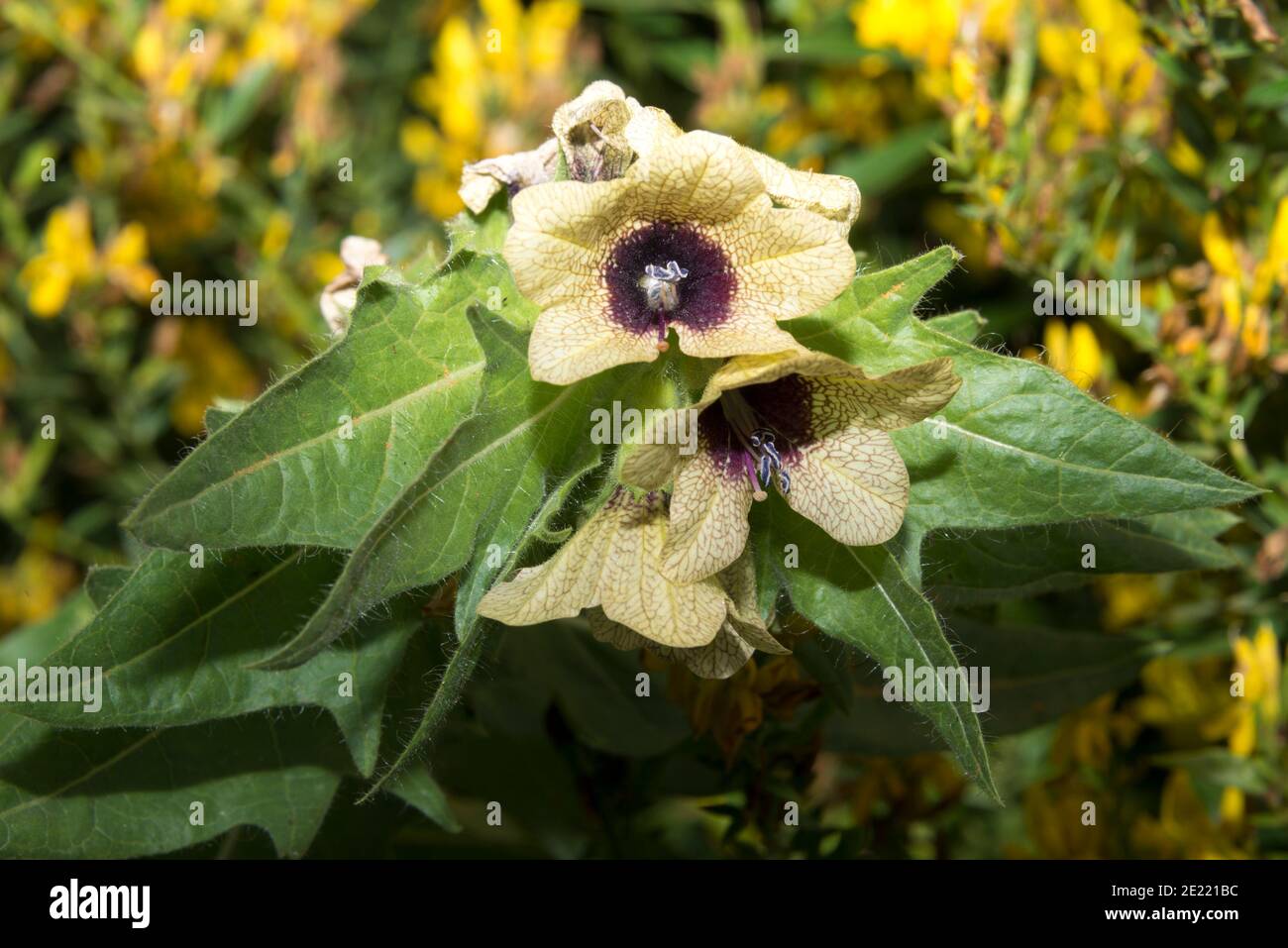 White henbane poisonous flower hi-res stock photography and images - Alamy