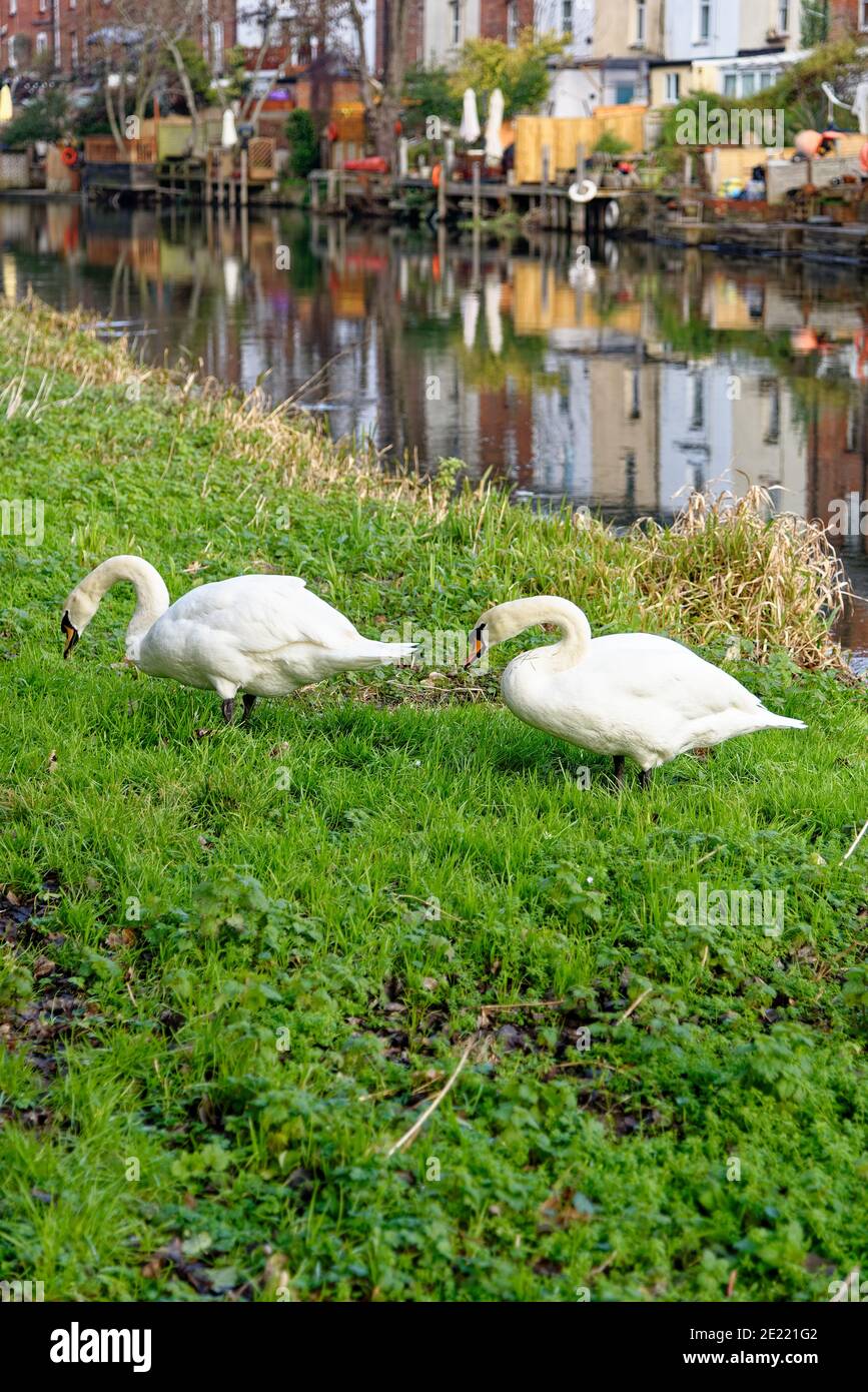 Swan by the River Kennet in Reading - Berkshire - United Kingdom Stock Photo - Alamy