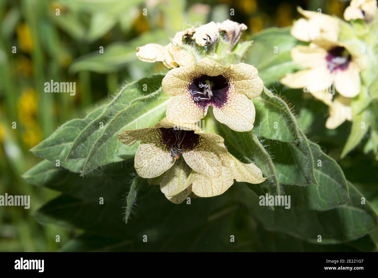 Black henbane hi-res stock photography and images - Alamy