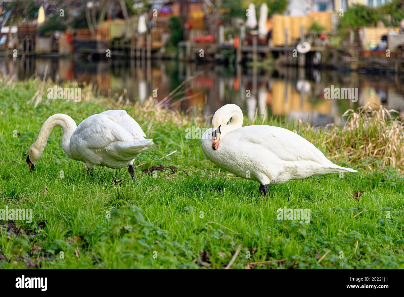 Swan by the River Kennet in Reading - Berkshire - United Kingdom Stock Photo - Alamy