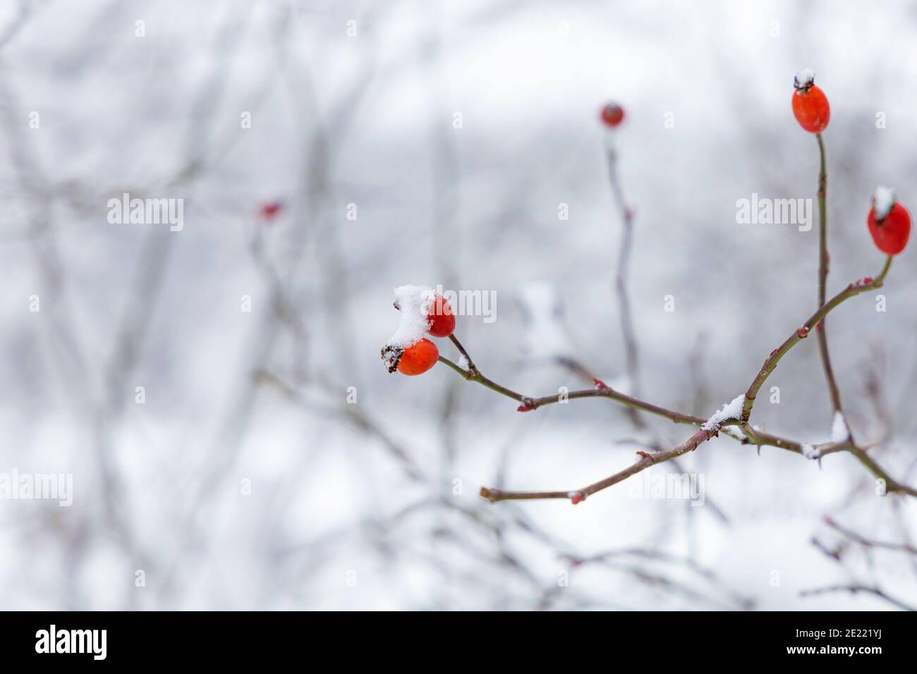 snow covered bush with red rose hips Stock Photo - Alamy