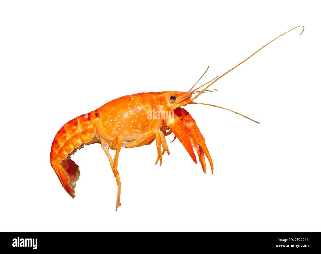 Fish crayfish and crab hi-res stock photography and images - Alamy