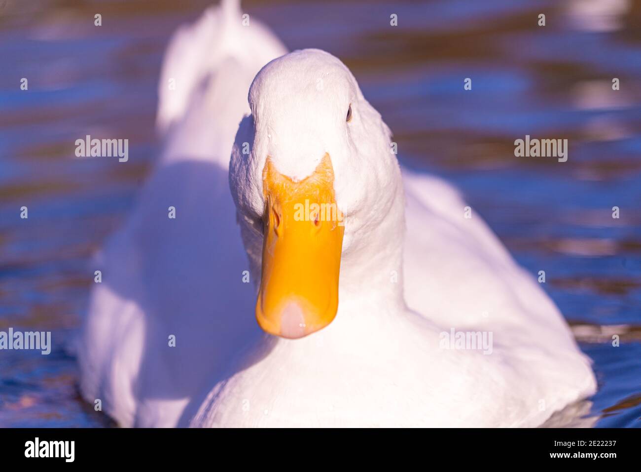 Heavy American Aylesbury Pekin Peking Duck Ducks low level eye level ...