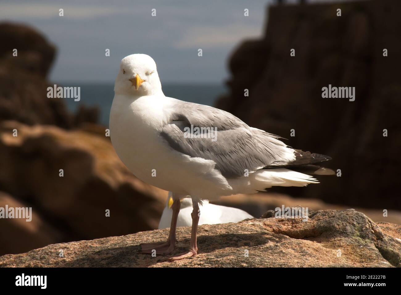 seagull on the rock Stock Photo - Alamy