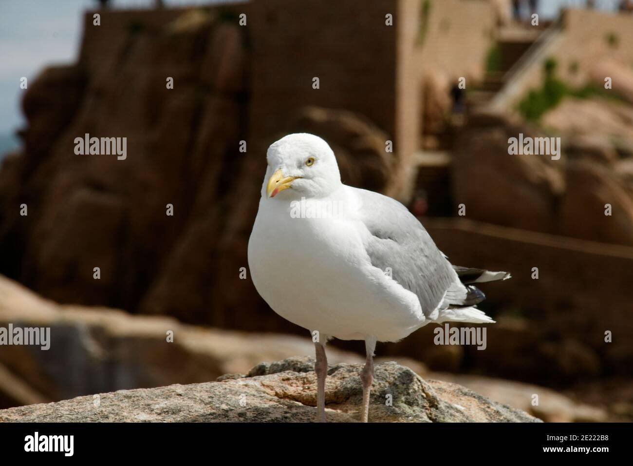 seagull on the rock Stock Photo - Alamy