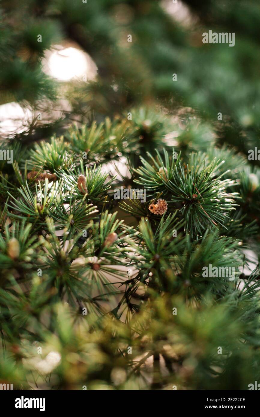 Spruce pine cedar fir fluffy branches with green needles prickles ...