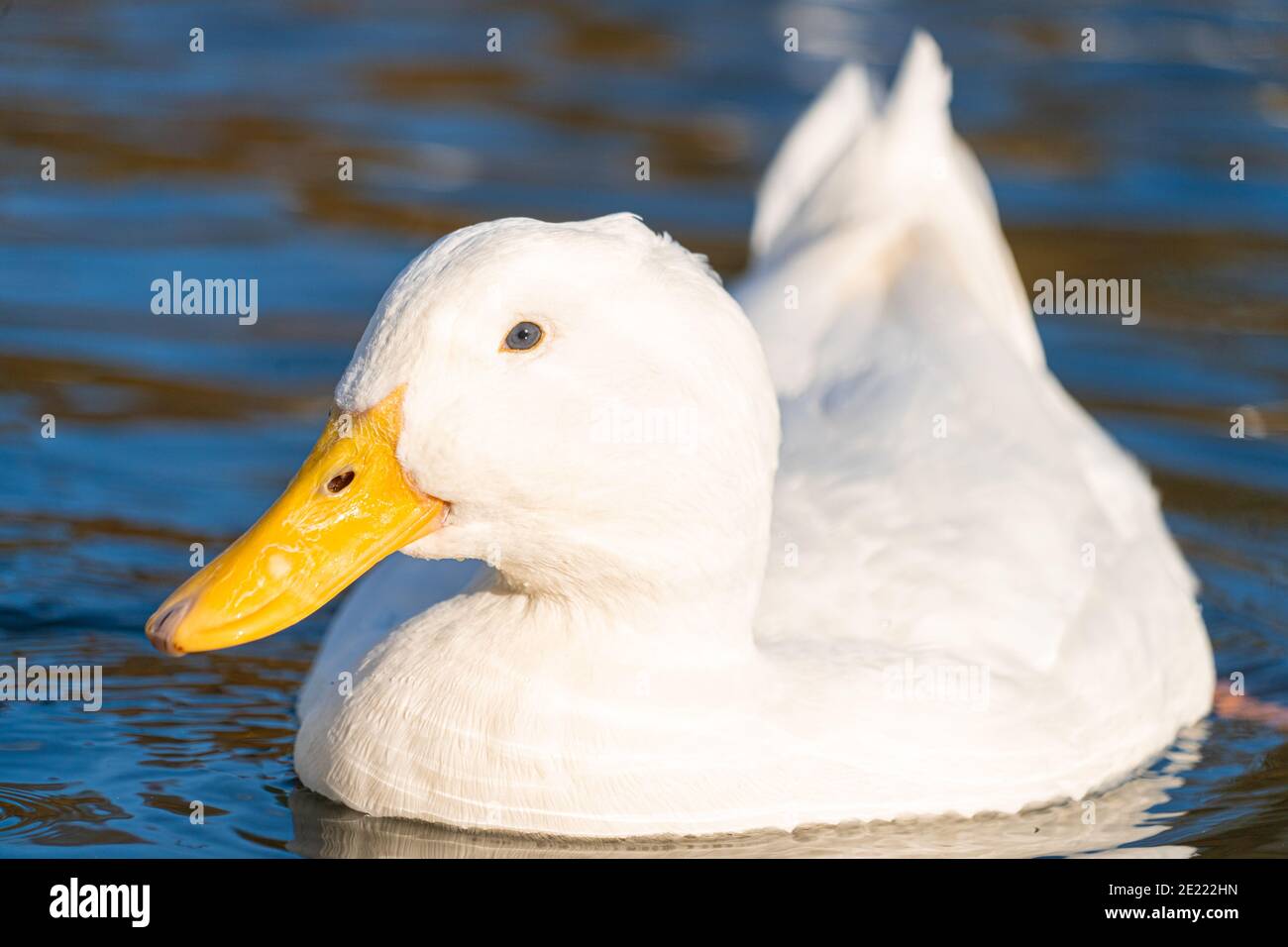 Heavy American Aylesbury Pekin Peking Duck Ducks low level eye level ...