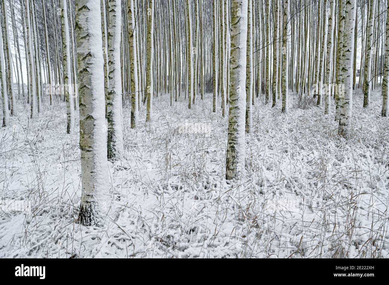 forest of planted birch trees in Sweden Stock Photo - Alamy