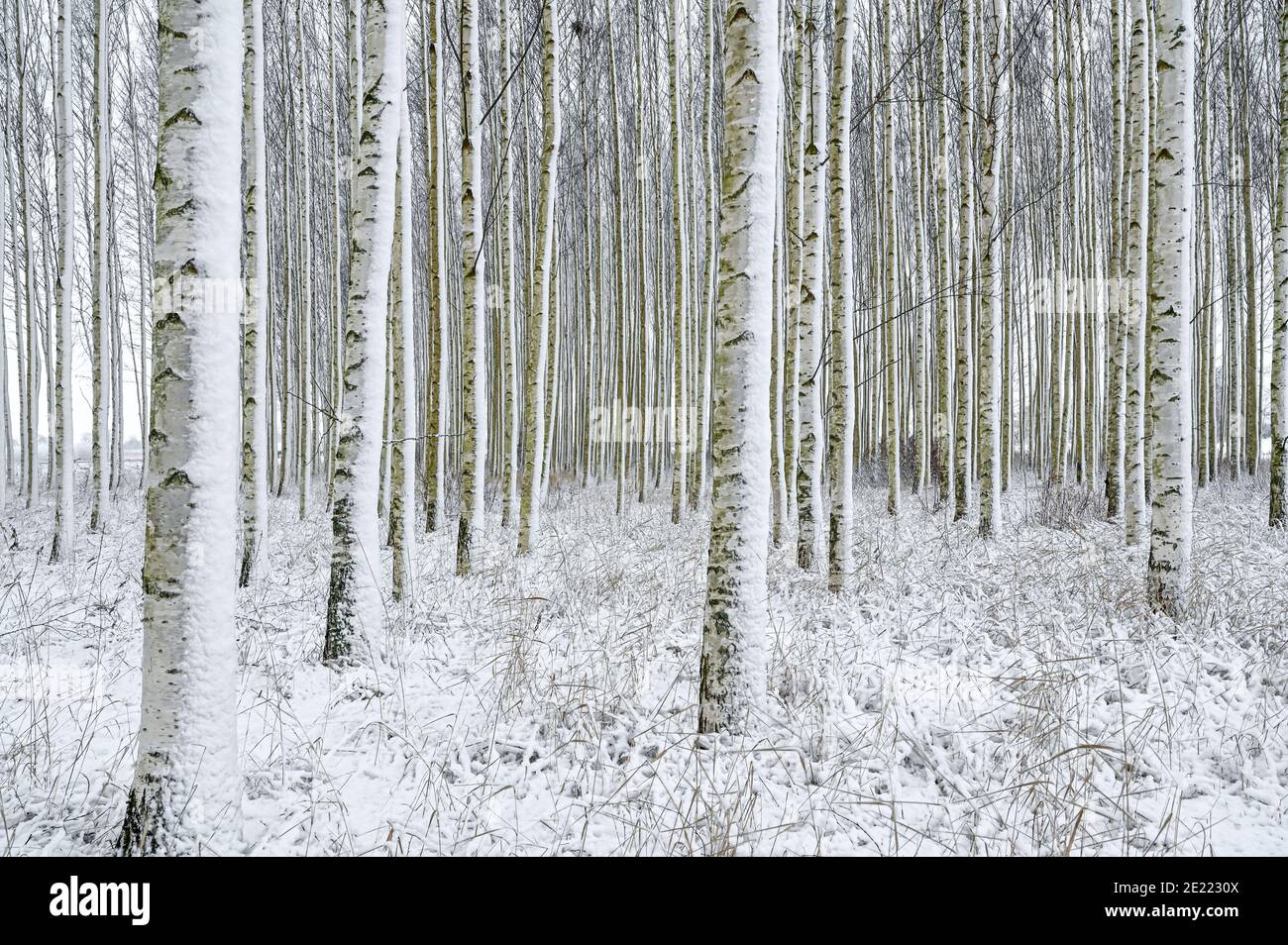 forest of planted birch trees in Sweden Stock Photo - Alamy
