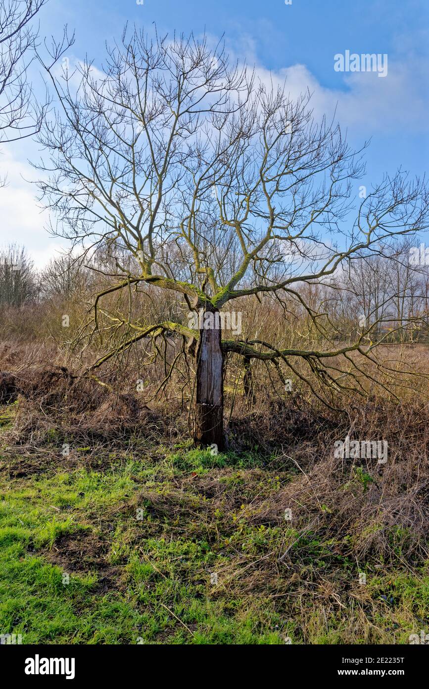 Broken trunk tree on a pathway in Reading Park - United Kingdom Stock ...